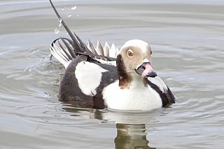 My Orkney Island Life | Rosemary Moon | Substack