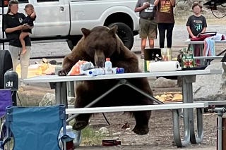 Charlotte Kaufman | Substack