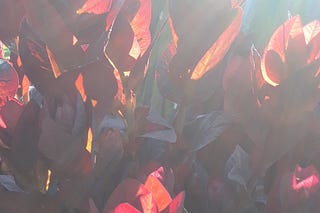 Peter Daou | Substack