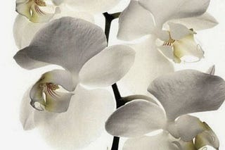 Spaceholder | Abi | Substack