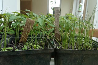 Wood From Eden | Tove K | Substack