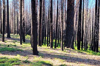 To The Bone | Hank Shaw | Substack