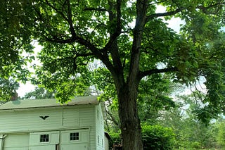 William Lobb's Blog, Newsletter and General Tomfoolery | Substack