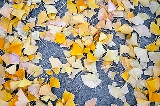 To The Bone | Hank Shaw | Substack