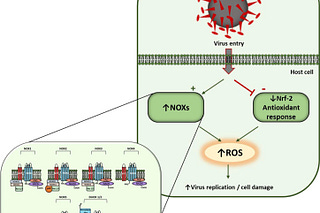 WMC Research | Walter M Chesnut | Substack
