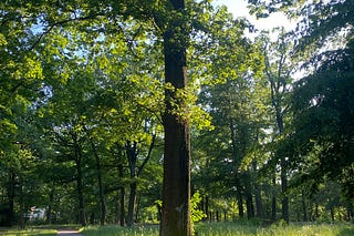 Letter from Berlin | Luisa Weiss | Substack