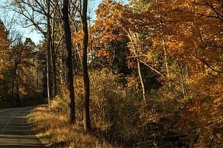 Stellify | Ryan Elizabeth | Substack