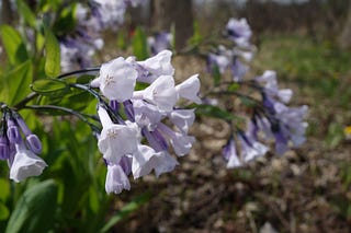 Joseph Gardens | Joseph Tychonievich | Substack