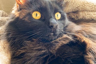 Letters from Tammy Strobel | Substack