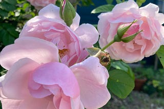 Joseph Gardens | Joseph Tychonievich | Substack