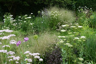 Wild Way: Gardening with Wildlife by Jack Wallington | Substack