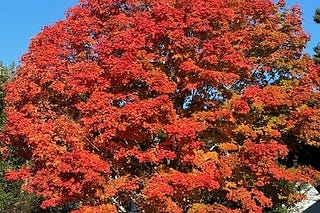 Mark. Set. Go... | Mark J. Resnick | Substack