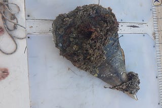 The One About.... | Patrick Durack | Substack