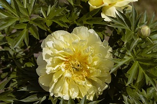 The Bugbear Dispatch | Chrissy Stroop | Substack