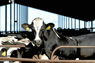 Seemorerocks | Robin Westenra | Substack