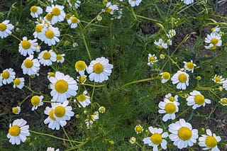 Josephine Porter Institute - Applied Biodynamics | Stewart K Lundy | Substack