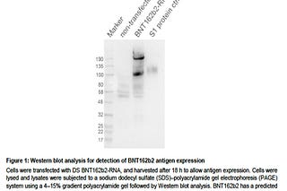 Maria Gutschi | Washed Up Pharmacist | Substack