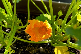 Fran Magazine | Fran Hoepfner | Substack