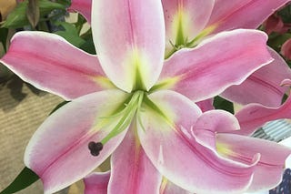 Writer pilgrim Substack | Writer Pilgrim by So Elite | Substack