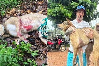 Happy Doggo | Niall Harbison | Substack