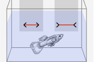 Small Potatoes | Paul Bloom | Substack