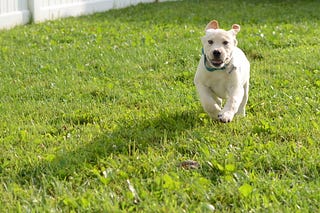 Journalism jobs and a photo of my dog | Mandy Hofmockel | Substack