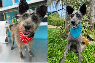 Happy Doggo | Niall Harbison | Substack