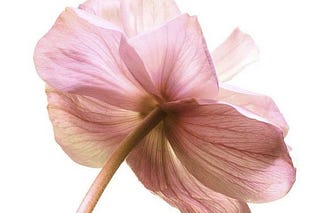 space holder | Abi | Substack