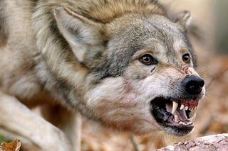 Arktos Journal | Substack