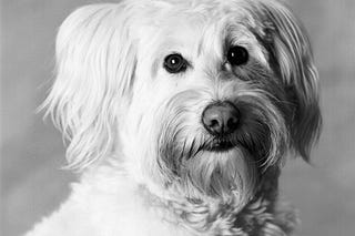 The Ballad of Pearl and Spike | Substack