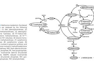 Harnessing the Power of Nutrients | Chris Masterjohn, PhD | Substack