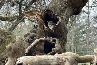 Urbababble | Aaron Gordon | Substack