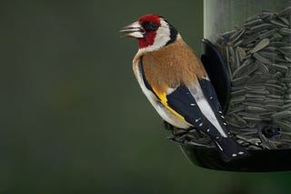 Death & Birds | Chloe Hope | Substack