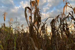 The Cunning Farmer | Substack