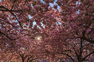 The Golden Hour: climate, children, mental health | Anya Kamenetz | Substack