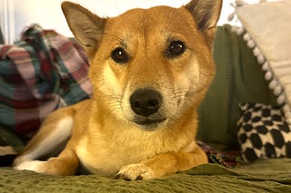 Kimbra’s Substack | Substack