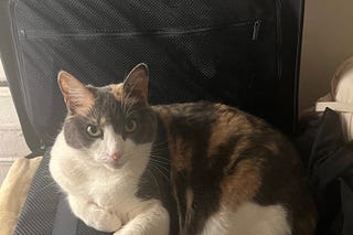 Ann’s Substack | Ann Hood | Substack