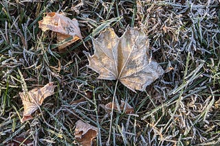 Stellify | Ryan Elizabeth | Substack