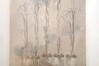 Garden Earth - Beyond sustainability | Gunnar Rundgren | Substack