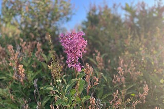 The Deliberate Practice | Jeremy Barr | Substack