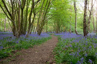Over the Field | Hadden Turner | Substack