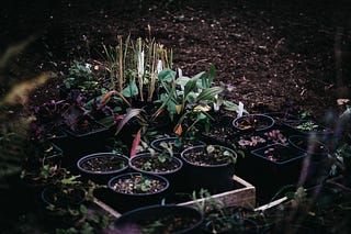 Pollination Garden | Mel Adams | Substack