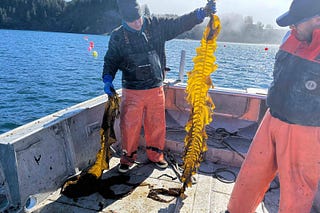 Macro Oceans News | Matthew Perkins | Substack