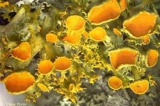 My Gaia | Diane Porter | Substack