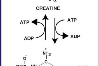 The Orthomolecular Guy | Kevin Kirkpatrick | Substack