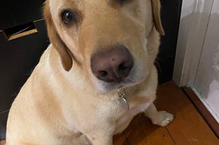 CheeseburgerGothic | John Birmingham | Substack