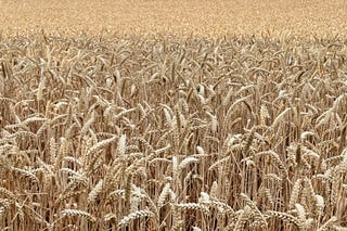 Witness Marks | Melissa Harrison | Substack