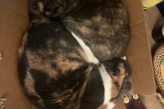 Ann’s Substack | Ann Hood | Substack