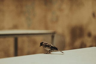 Death & Birds | Chloe Hope | Substack