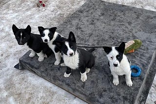 Paperdolls & Cowboy Boots | April Daniels | Substack